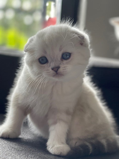 Fold Paws 🐾 Cat Essentials and Supplies